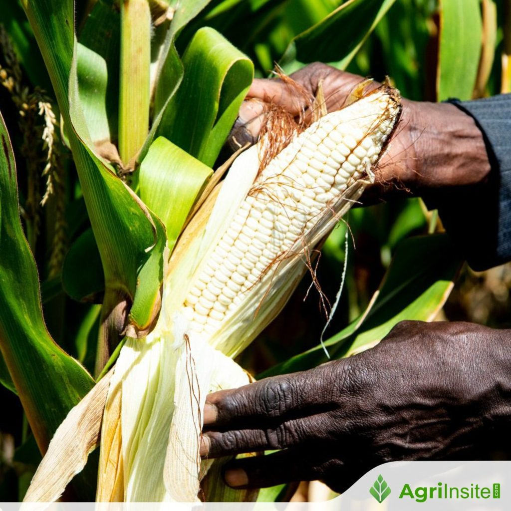 Ghanaian farmers hesitant on GM maize despite benefits - AgriInsite