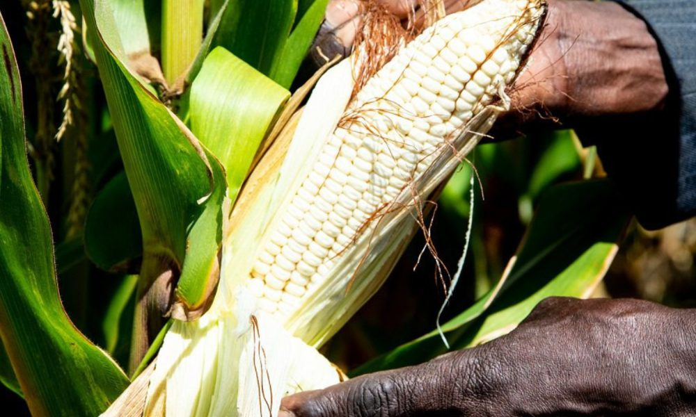 Nigeria : ‘Tela maize is solution to food security, agric challenges ...