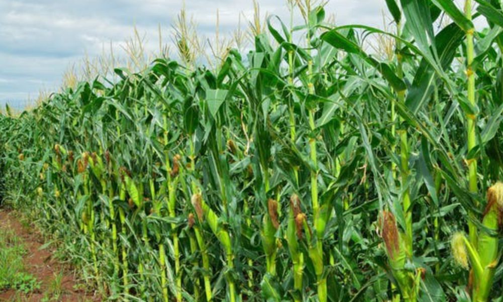 South Africa raises corn crop estimate - AgriInsite