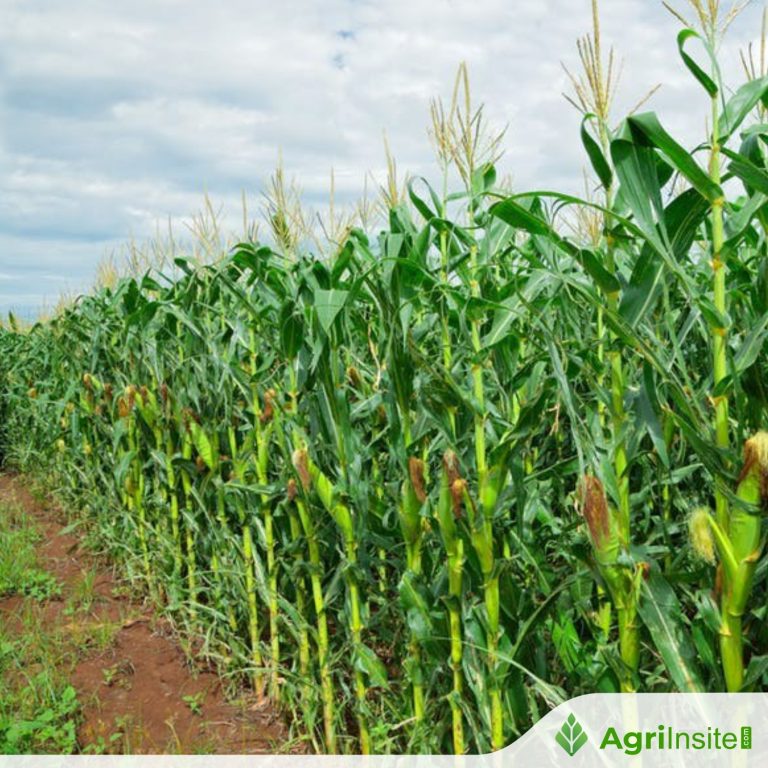 Future of Maize Farming in India - AgriInsite