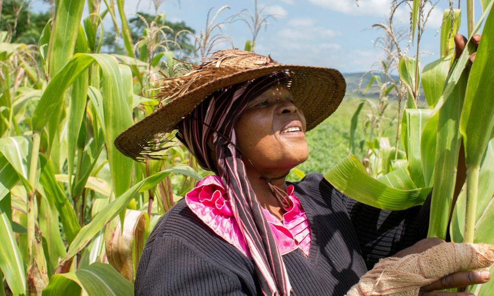Nigeria’s TELA maize progress, a positive sign for food system growth ...