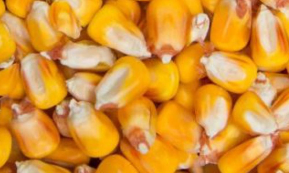 South Africa to import genetically engineered maize from the US ...
