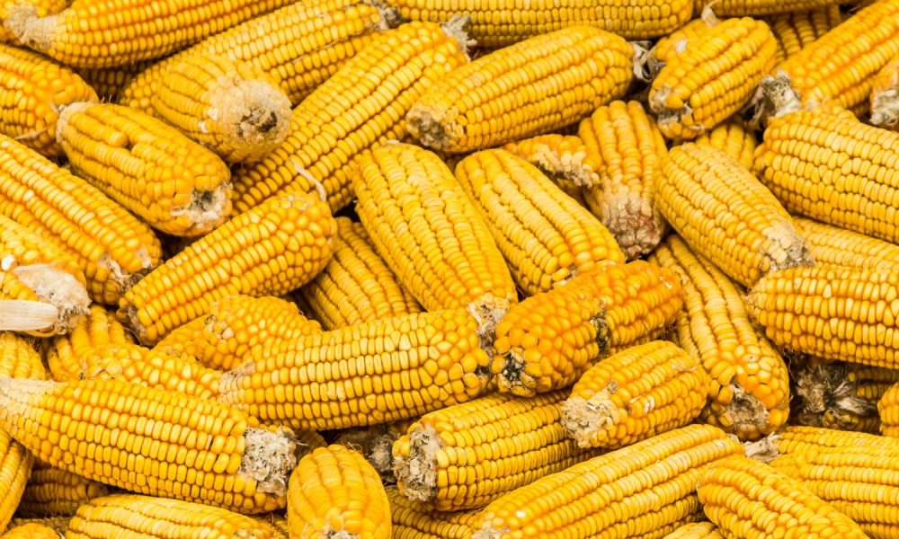 USA : Slight Adjustments in USDA October Corn and Bean Production ...