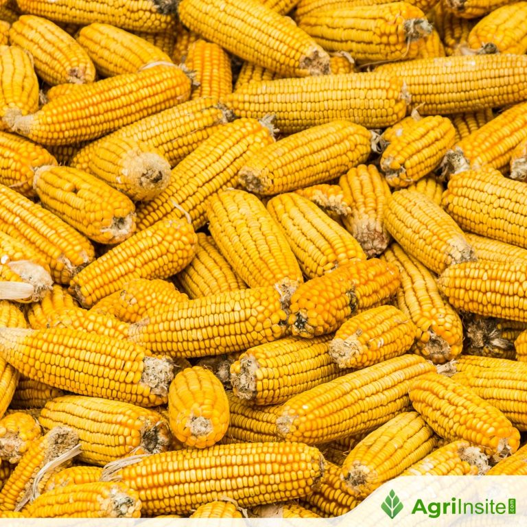 Maize production increased by nearly 30% from 337.30 LMT in 2021-22 to ...