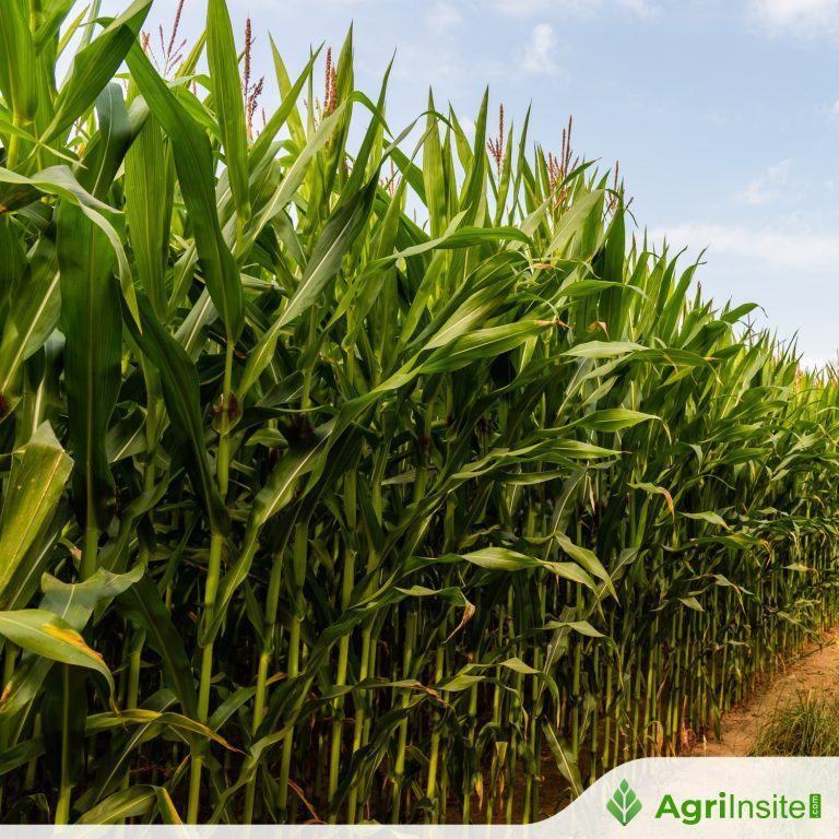 Kharif 2025 update: Maize, cotton continues to gain area in Karnataka ...