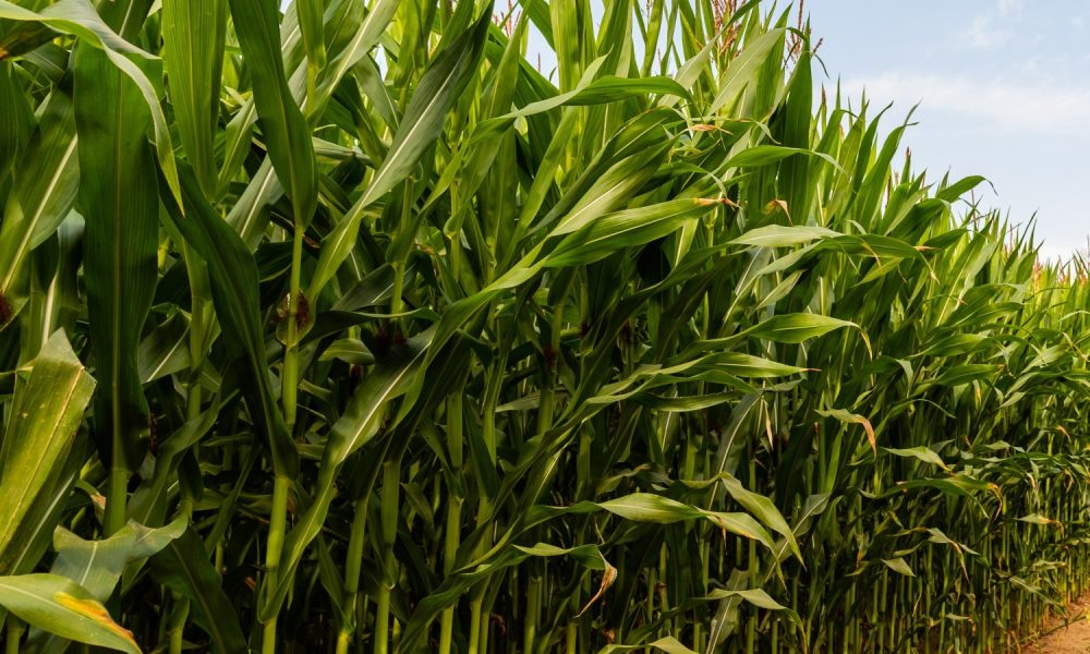 Building Resilient Agricultural System - AgriInsite