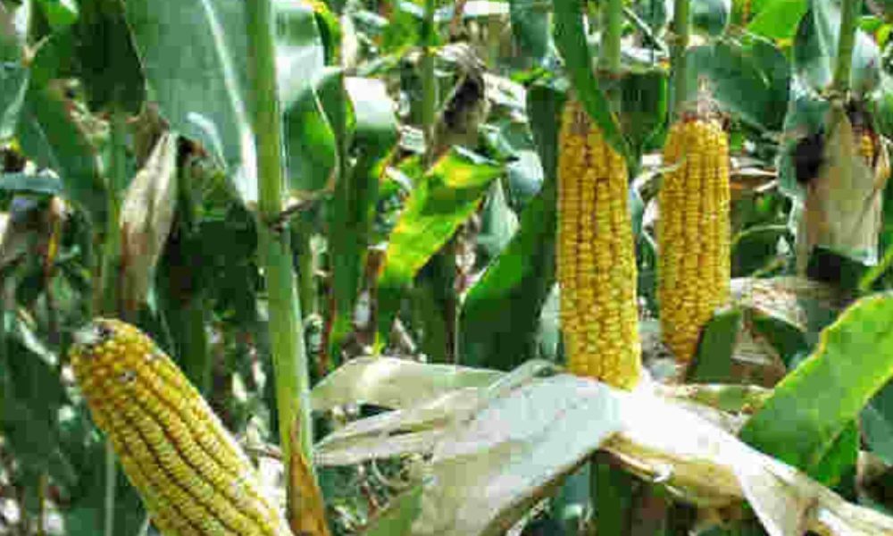Switch from rice to cultivating millet & maize could boost farmer ...