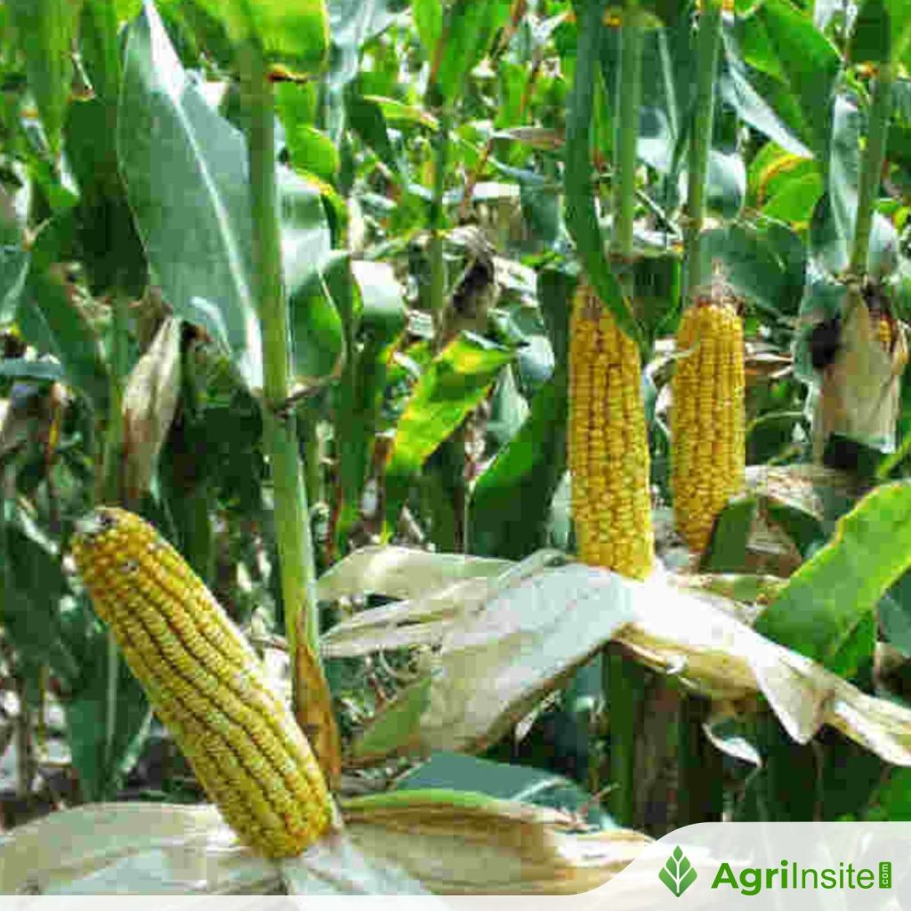 Officials inspect maize crop, probe GM seed charges - AgriInsite