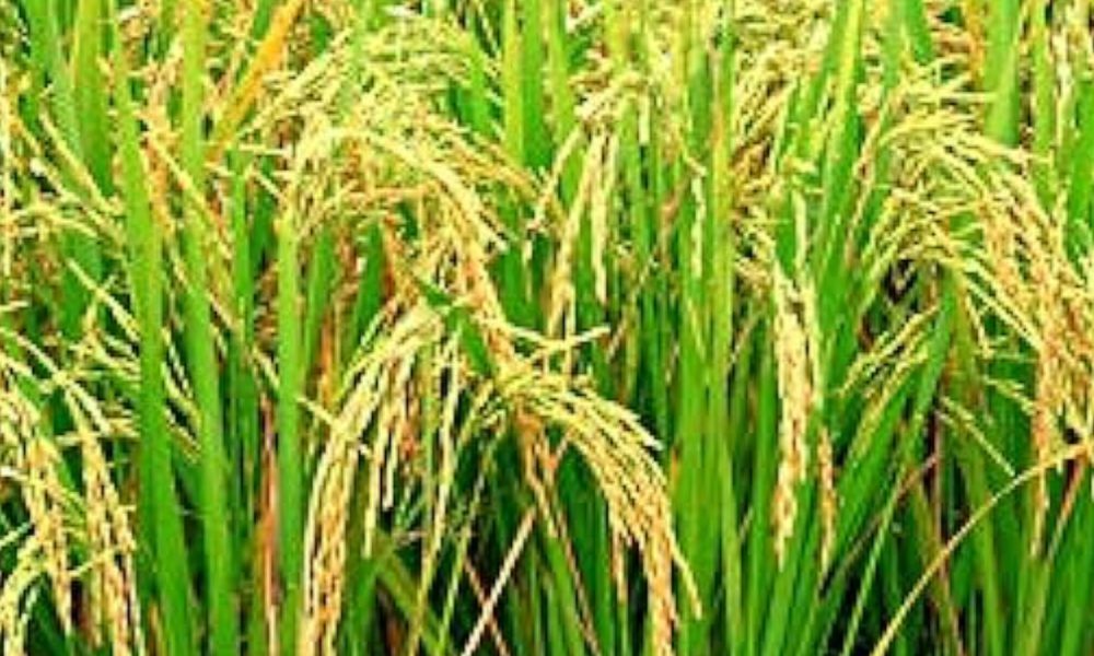 Chinese Ambassador backs Fiji rice expansion - AgriInsite