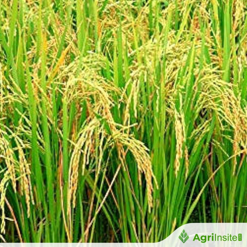 Kenya, Korea team up to boost rice output - AgriInsite