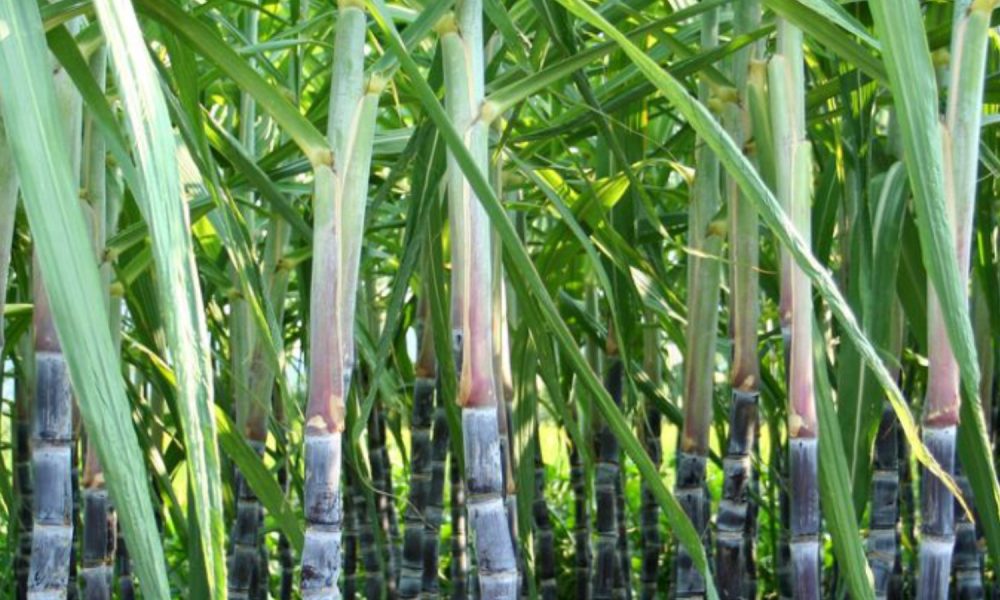 Thailand: OCSB aims to raise non-burning harvest ratio of sugar cane to ...