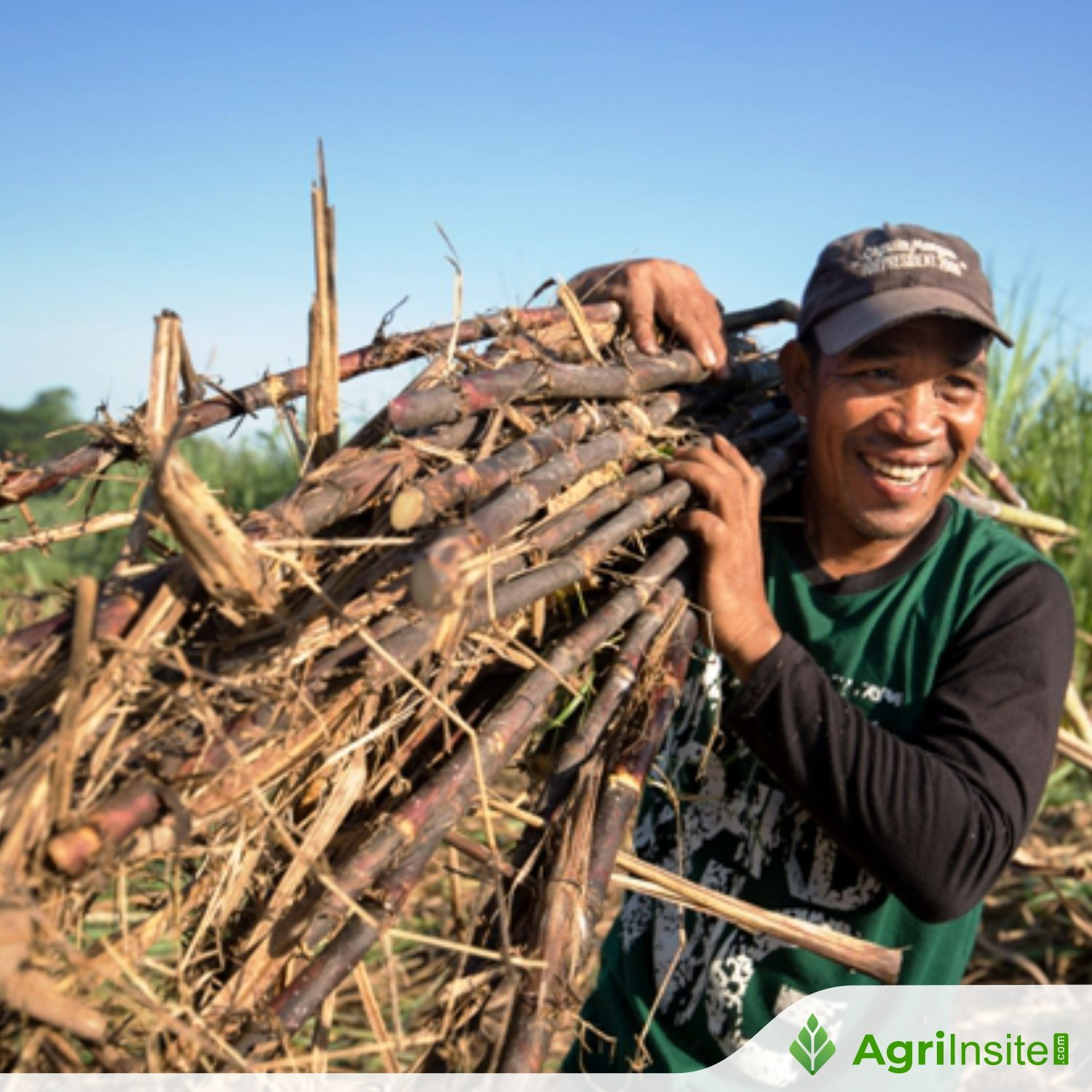 Tanzania : Kilombero sugarcane farmers’ day kicks off - AgriInsite