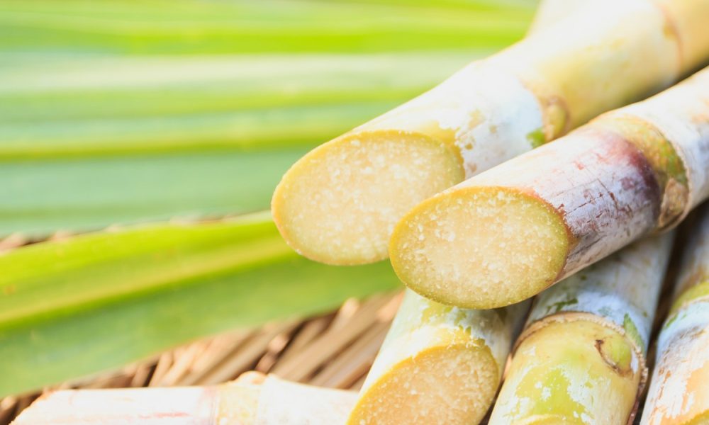 Fiji : Historic cane payment ahead of Diwali - AgriInsite