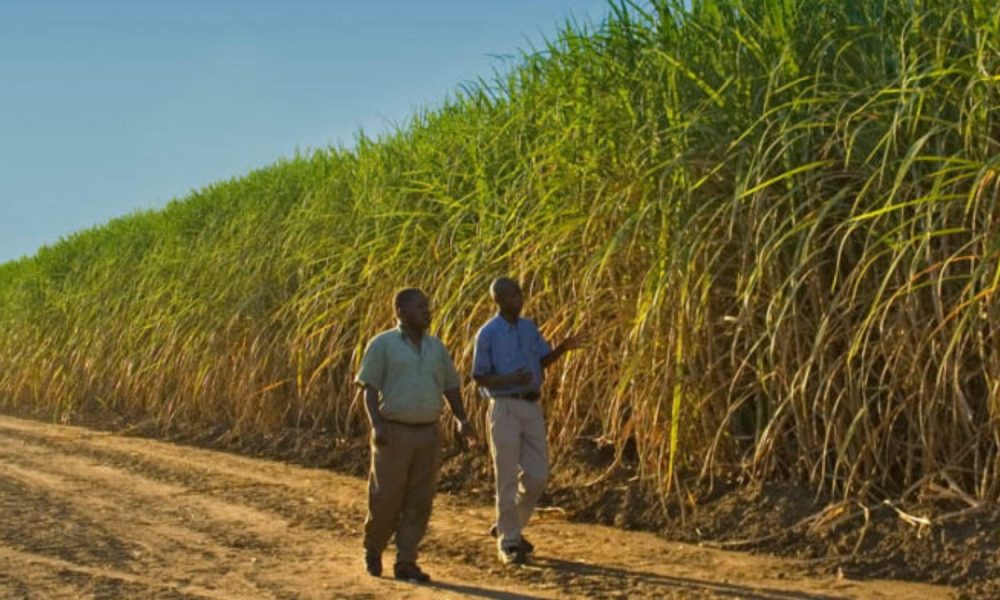 South Africa Government pledges support for small-scale sugarcane farmers - AgriInsite