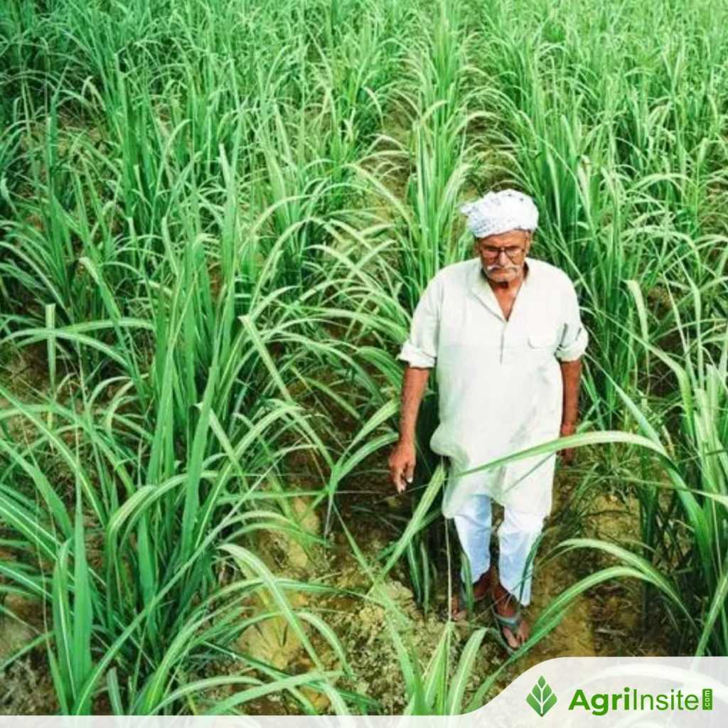 Government's 20% Ethanol Blending Goal In ESY 2025 Will Need More ...