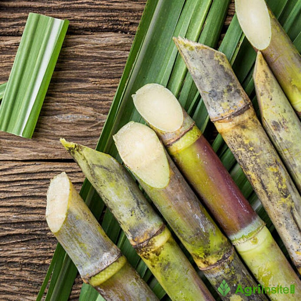 Sugar industry seeks Rs 88-crore ICAR centre to develop climate ...