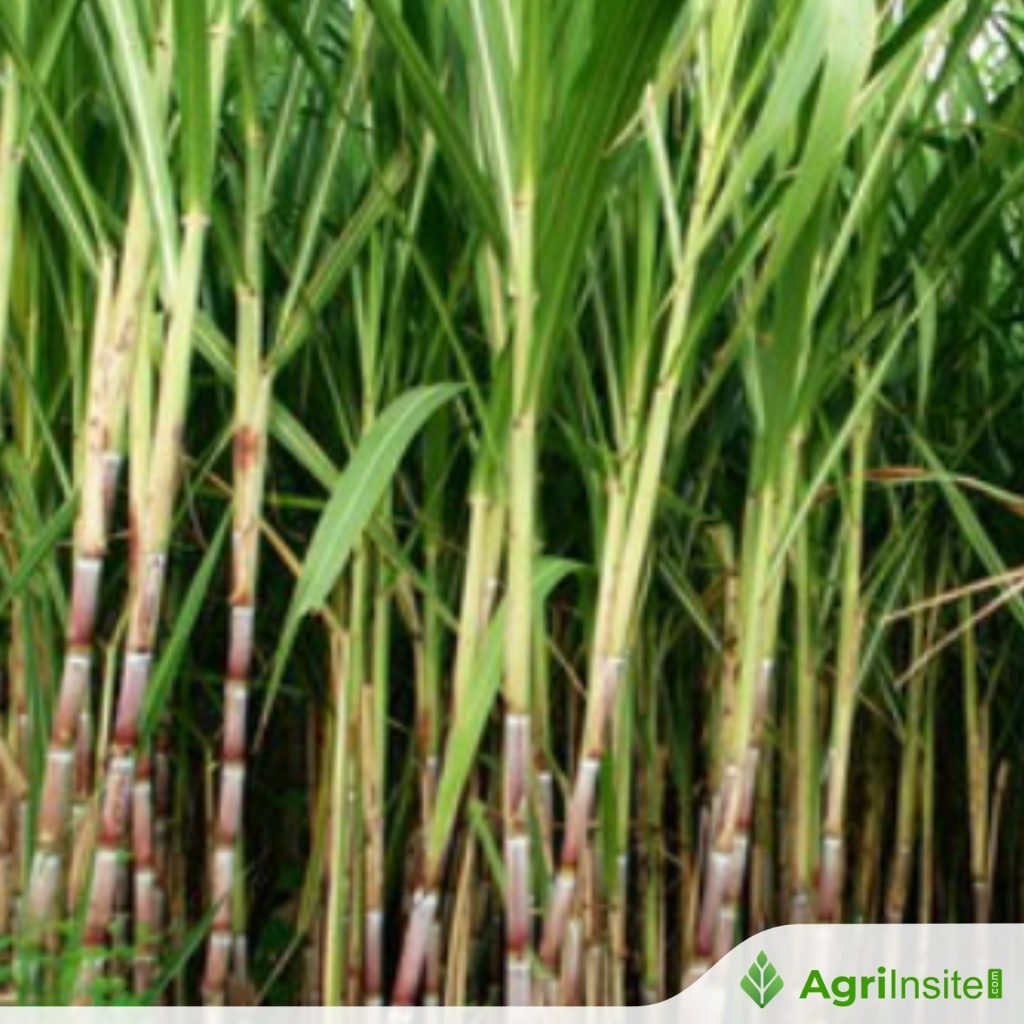 Karnataka Sugar mills have agreed to pay Rs 2,950 and govt gives Rs 50 ...