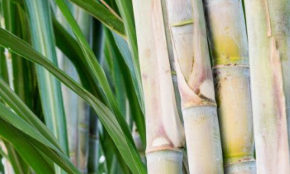 Combat red rot disease: Uttar Pradesh sugar mills urged to promote ...