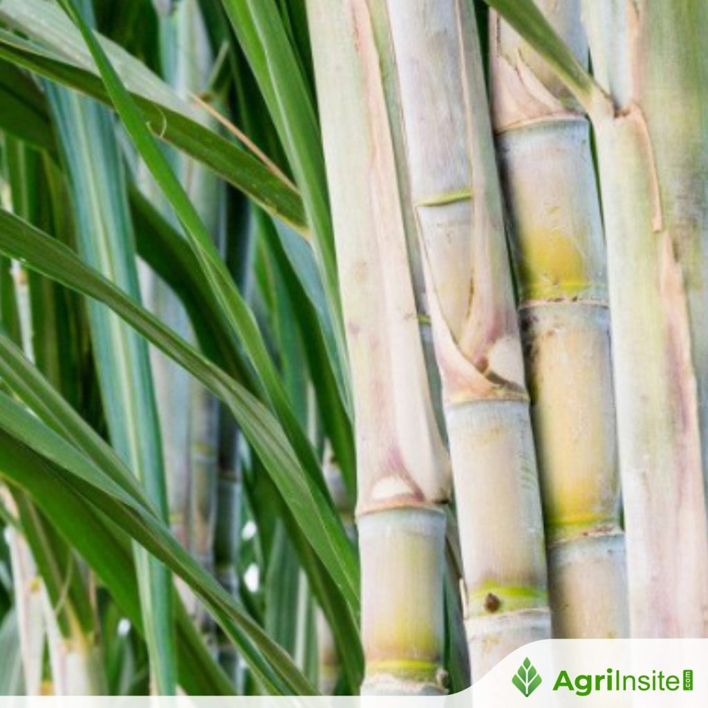 Combat red rot disease: Uttar Pradesh sugar mills urged to promote ...