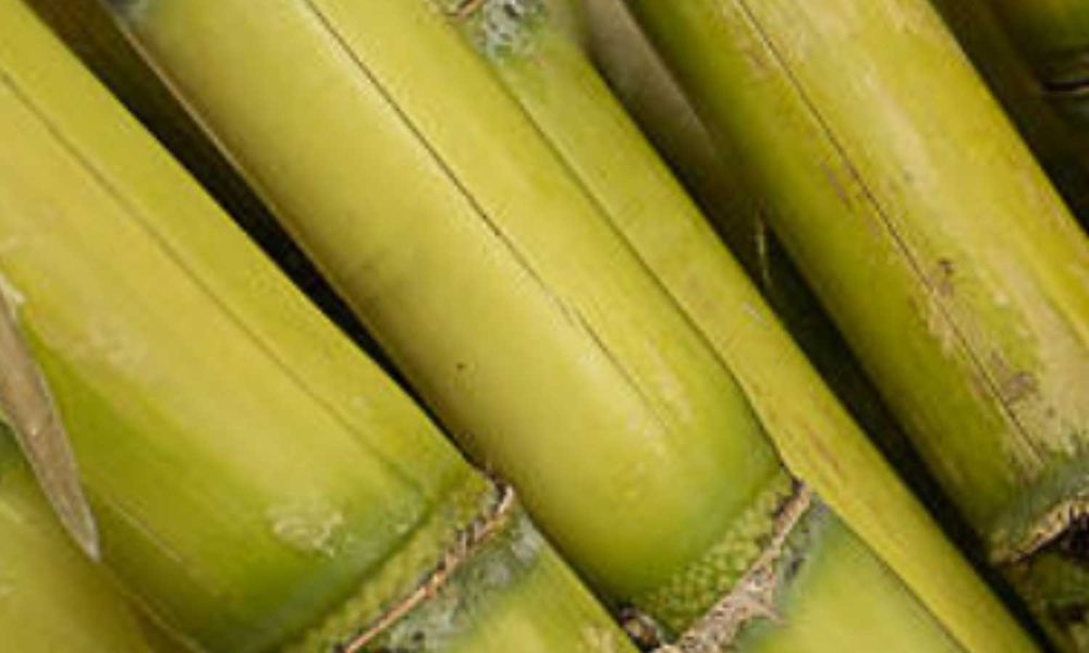 Record-Breaking Payout for Cane Farmers Announced - AgriInsite