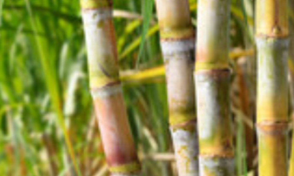 88 sugarcane varieties developed during 2014-2024 - AgriInsite