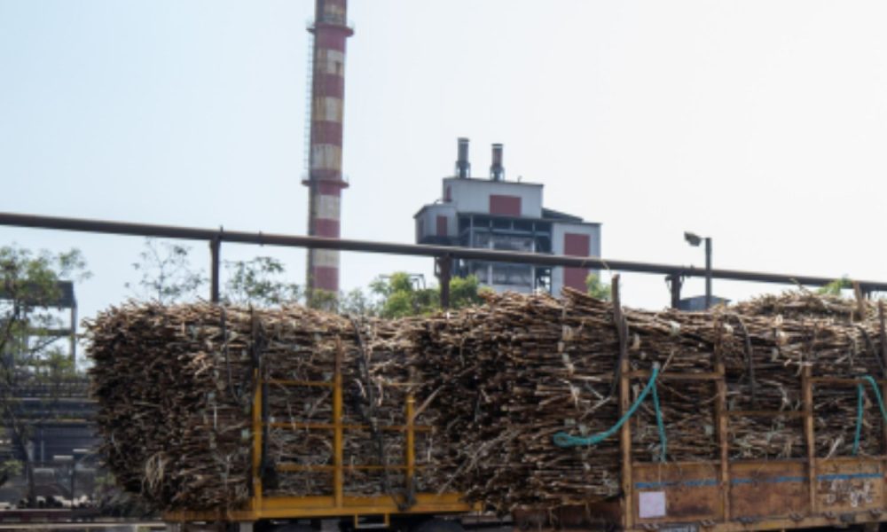 2024-25 season: 144 sugar mills begin crushing operations in India ...