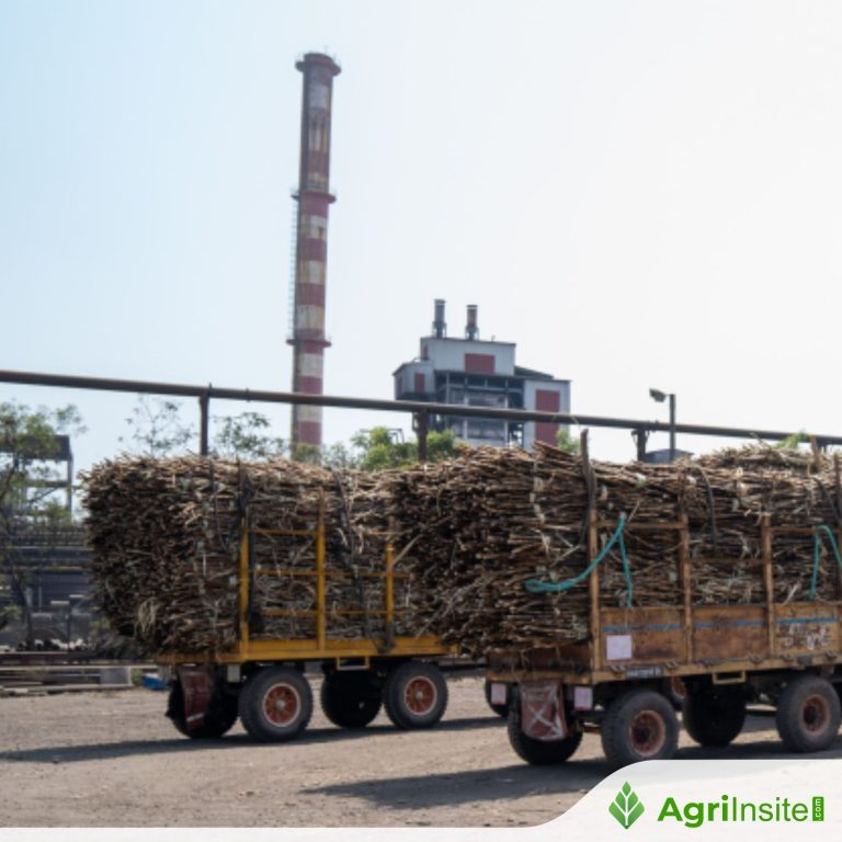 Nepal : Everest Sugar Mills faces shortage of canes - AgriInsite