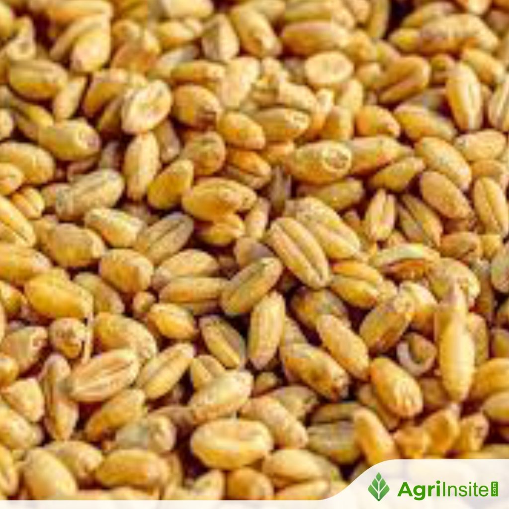 China boosts wheat imports from Australia, Argentina on lower prices ...