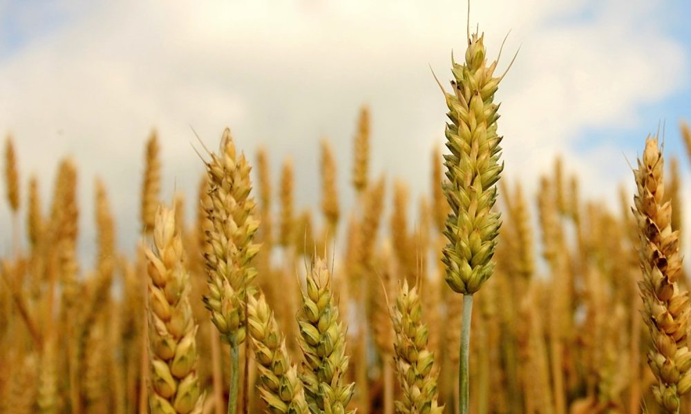 Saudi Arabia’s grain output hits 1.65M tons in 2024 - AgriInsite
