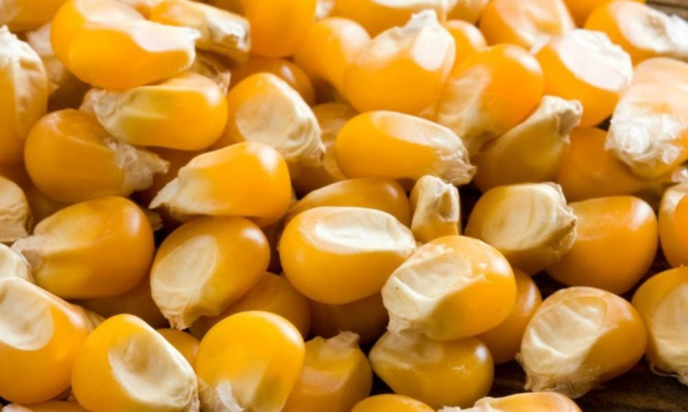 Corn Slips Despite Export Business and Solid Ethanol Data - AgriInsite
