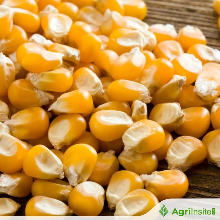 UP clears maize MSP procurement policy - AgriInsite