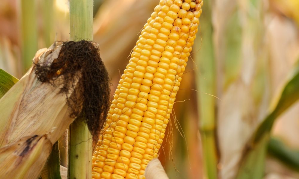 Inflation cools to 2.7% thanks in part to cheaper fuel - AgriInsite