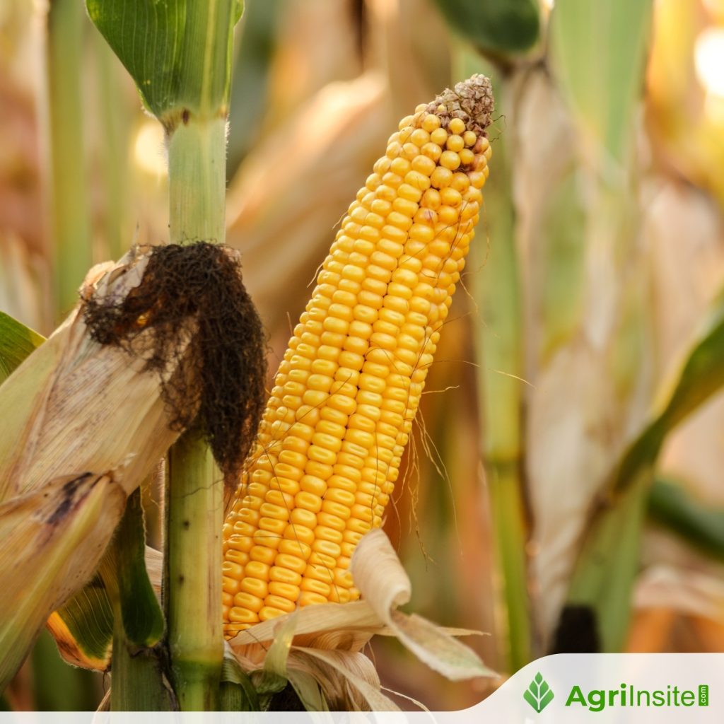 India was a net importer of maize in 2024-25 despite record output ...