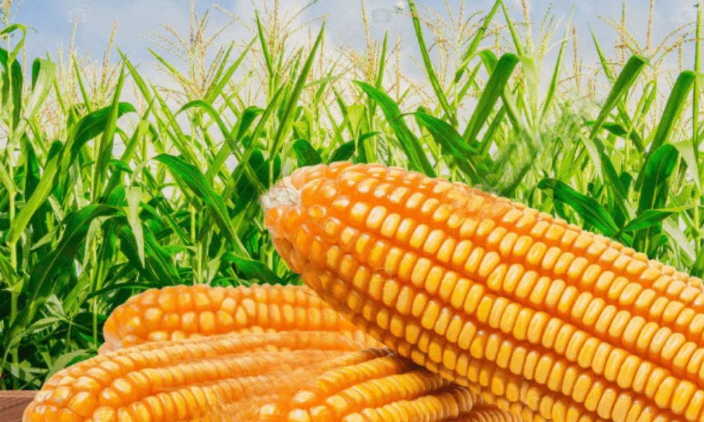 EU crop monitor MARS further cuts maize yield forecast - AgriInsite