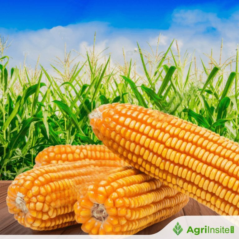 UP clears maize MSP procurement policy - AgriInsite