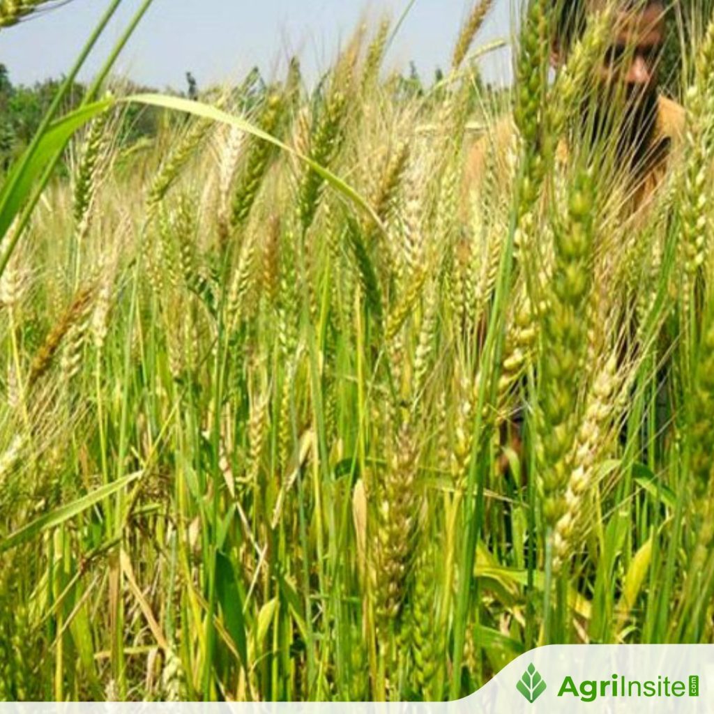 India’s agricultural production surges to record high in 2024-25 ...