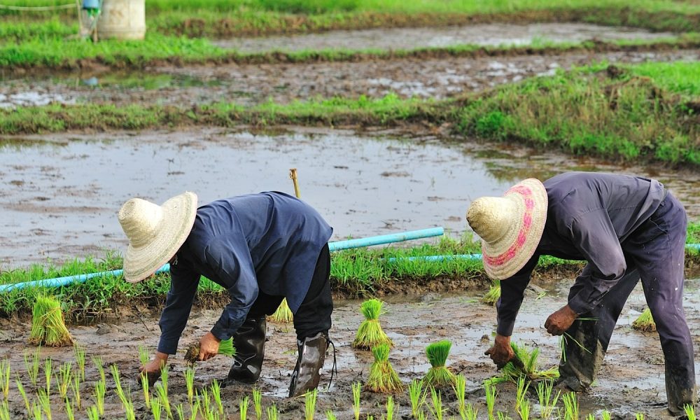 Japan forecasts record hike in 2025 rice production - AgriInsite
