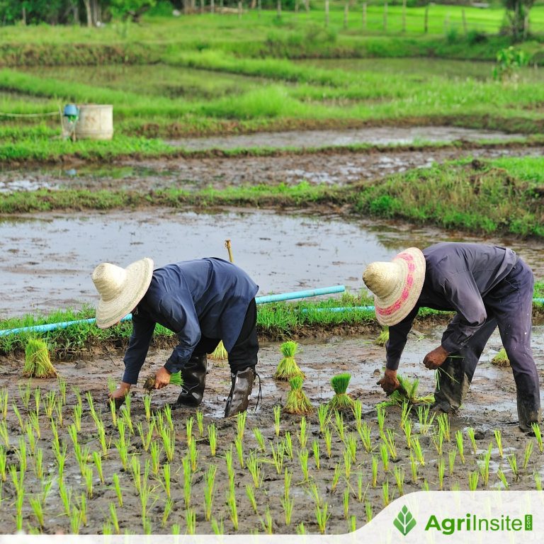 Japan forecasts record hike in 2025 rice production - AgriInsite