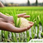 Kerala Cooperative Department’s paddy-to-rice project stuck in files ...