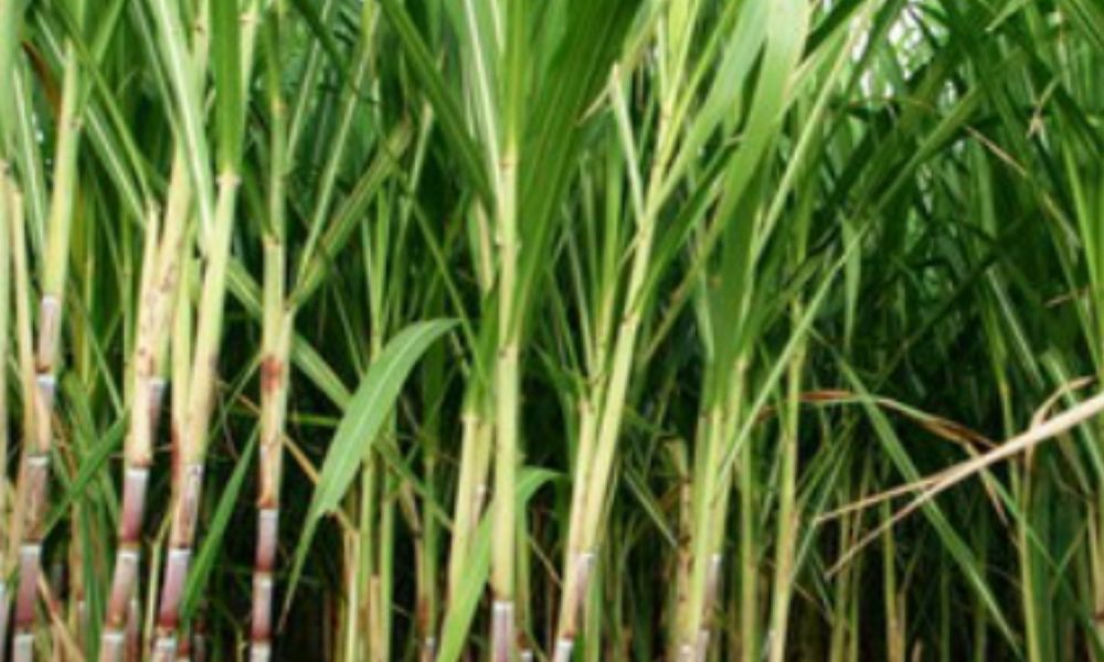 ICAR-ISRI Lucknow Signs MOU With Zuari Industries to Enhance Sugarcane ...