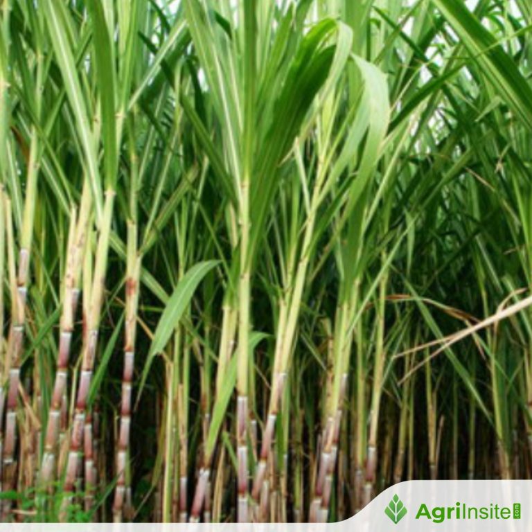 Top 5 Sugarcane Producing States in India 2025 - AgriInsite