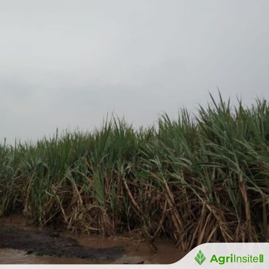 Smart Farming in Action: AI and GPS Transforming Sugarcane Cultivation ...