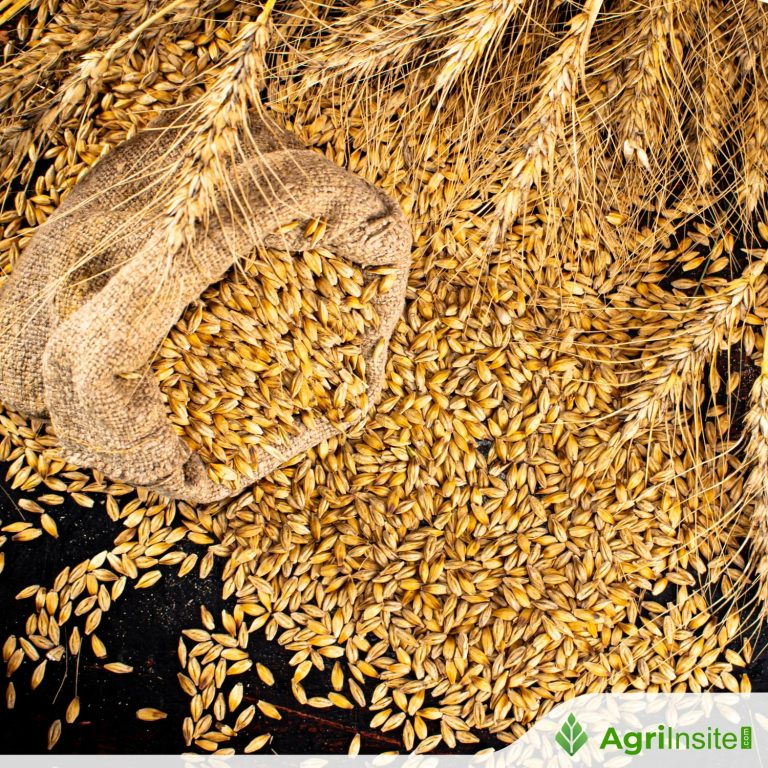 Record surge in Syria’s wheat harvest does not eliminate import needs ...