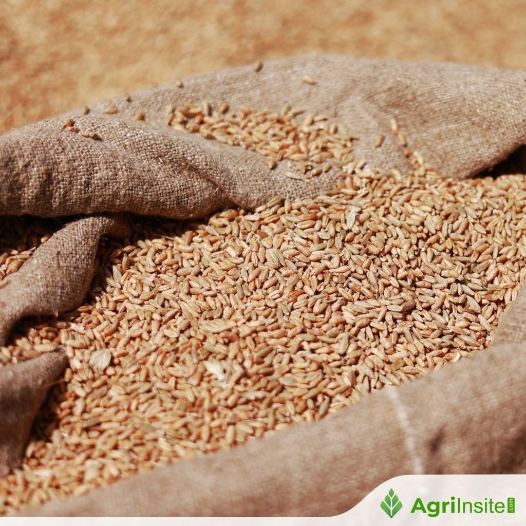 Wheat prices in Russia fell by 22% over the year - AgriInsite