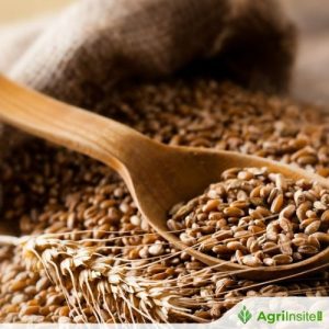 FMC Launches Ambriva Herbicide for Wheat Farmers in India - AgriInsite