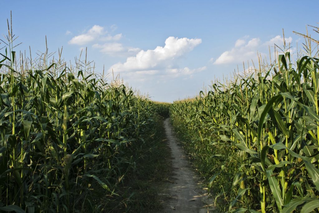 India’s summer crops coverage drops 2% as paddy, maize acreage trails ...