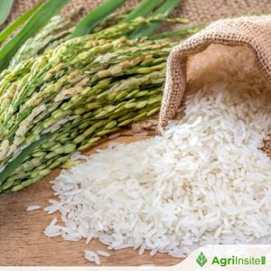 Jan-May sees Cambodia earn almost $1 billion in paddy, rice exports ...