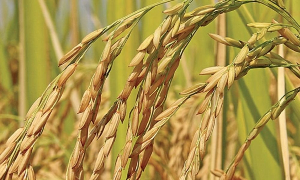 Andhra Rice Export to China Marks Major Trade Boost - AgriInsite