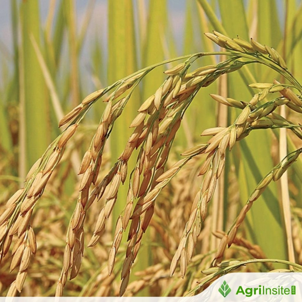 Hybrid rice acreage likely to increase this kharif cropping season ...