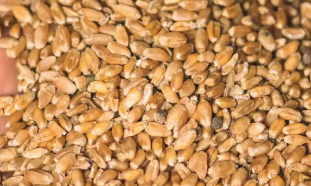 USA : Corteva unveils ‘breakthrough’ in drought-resistant wheat ...